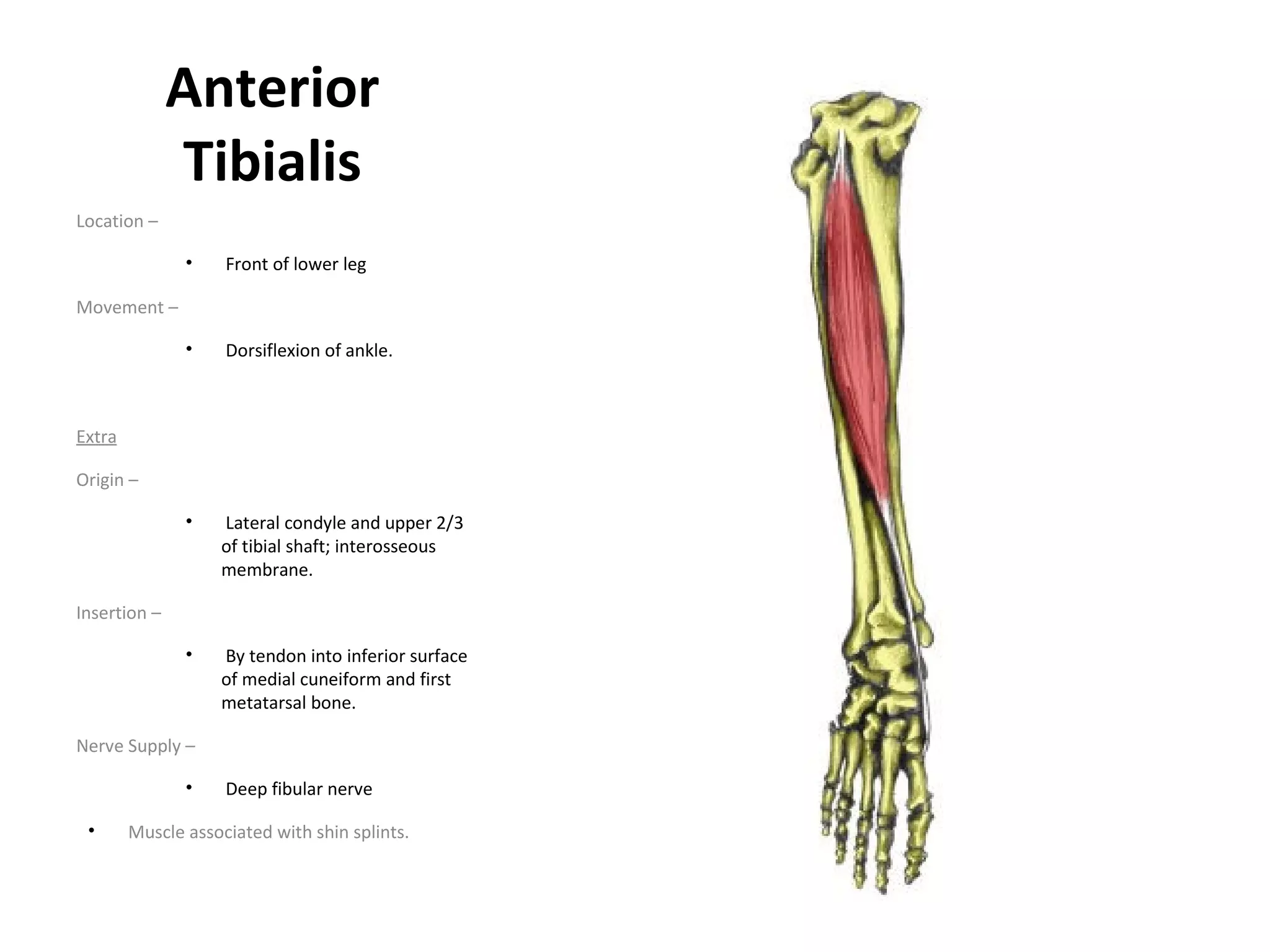 muscles of upperlimb and lowerlimb | PPT