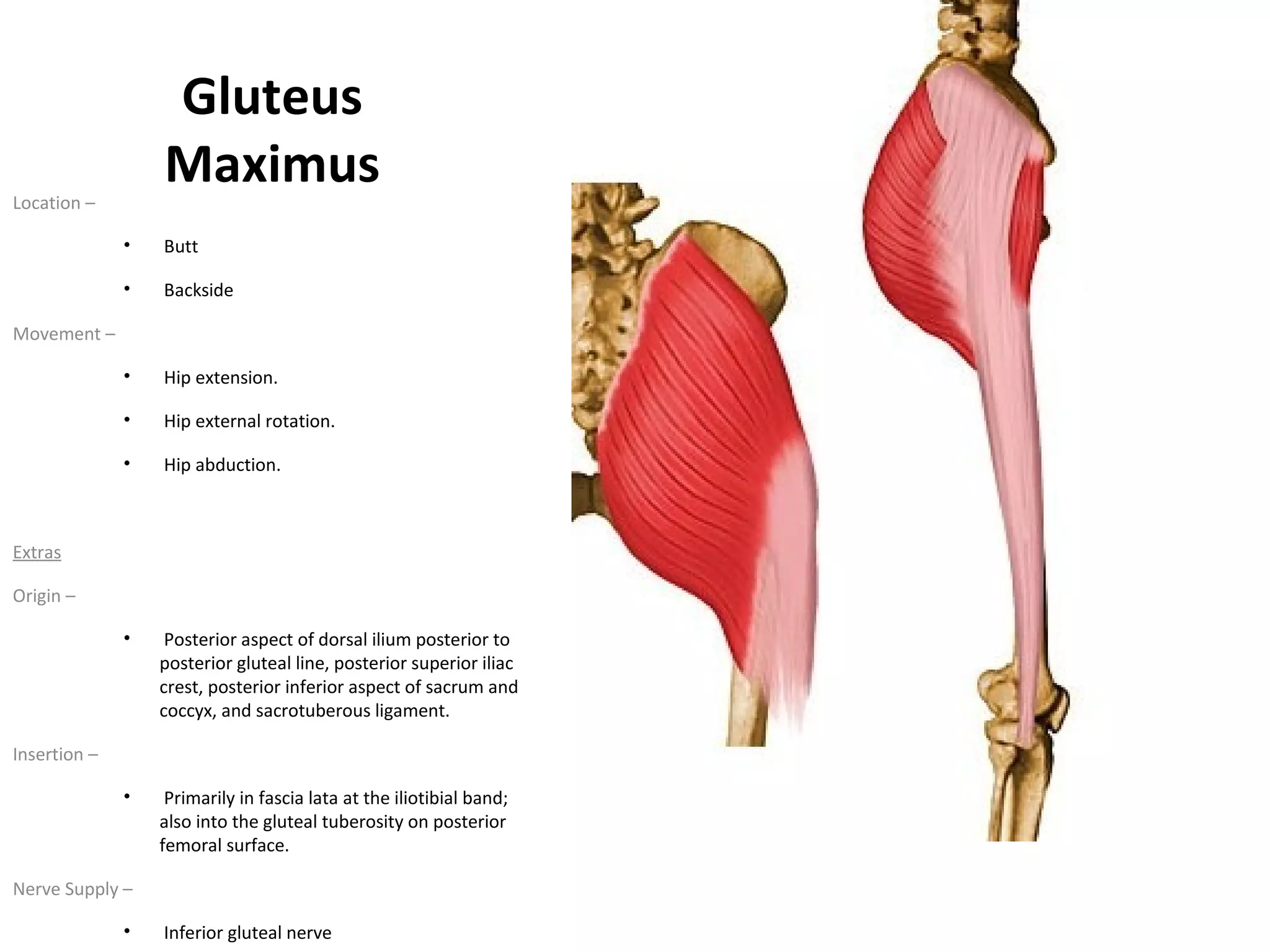 muscles of upperlimb and lowerlimb | PPT
