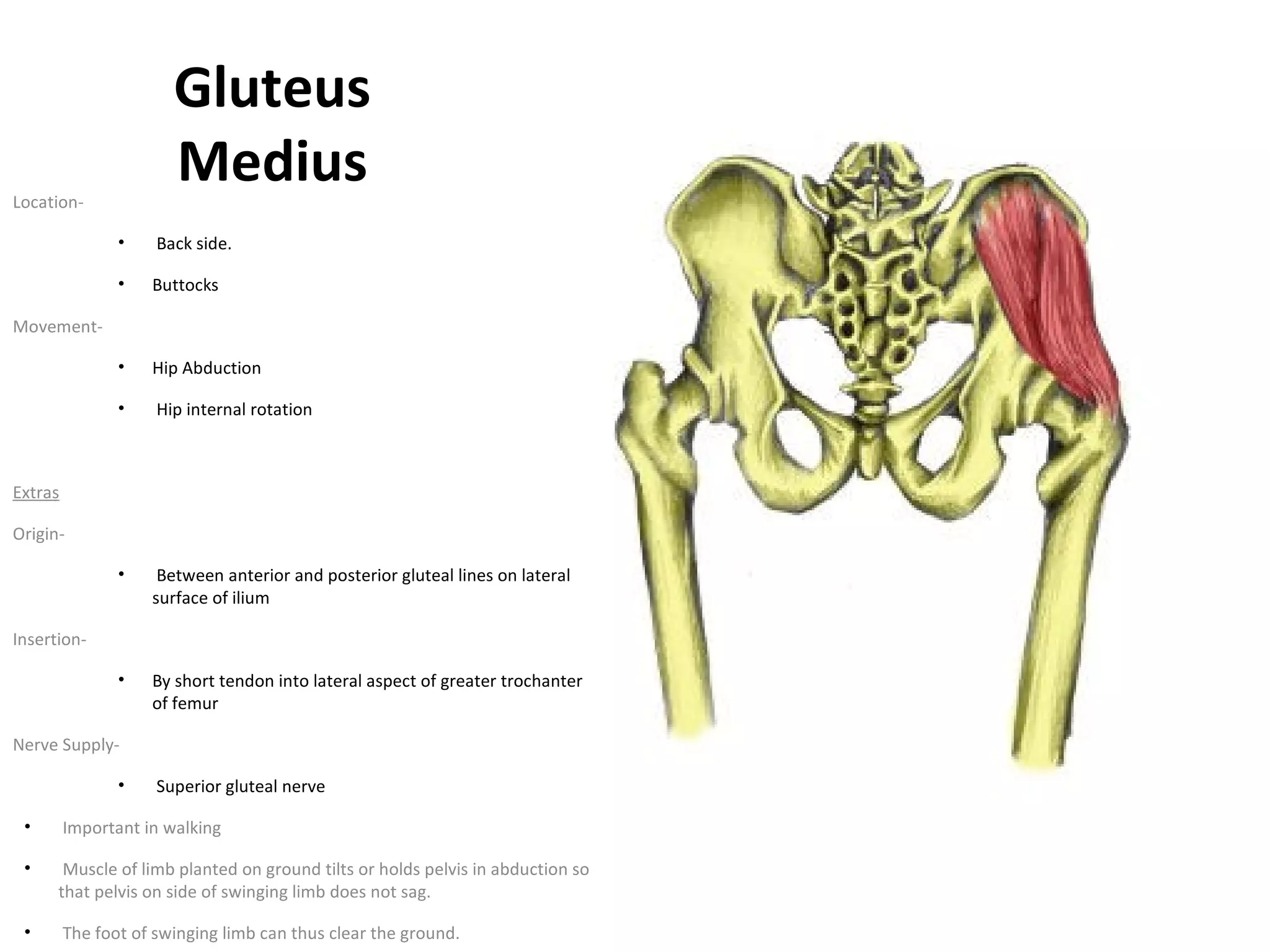 muscles of upperlimb and lowerlimb | PPT