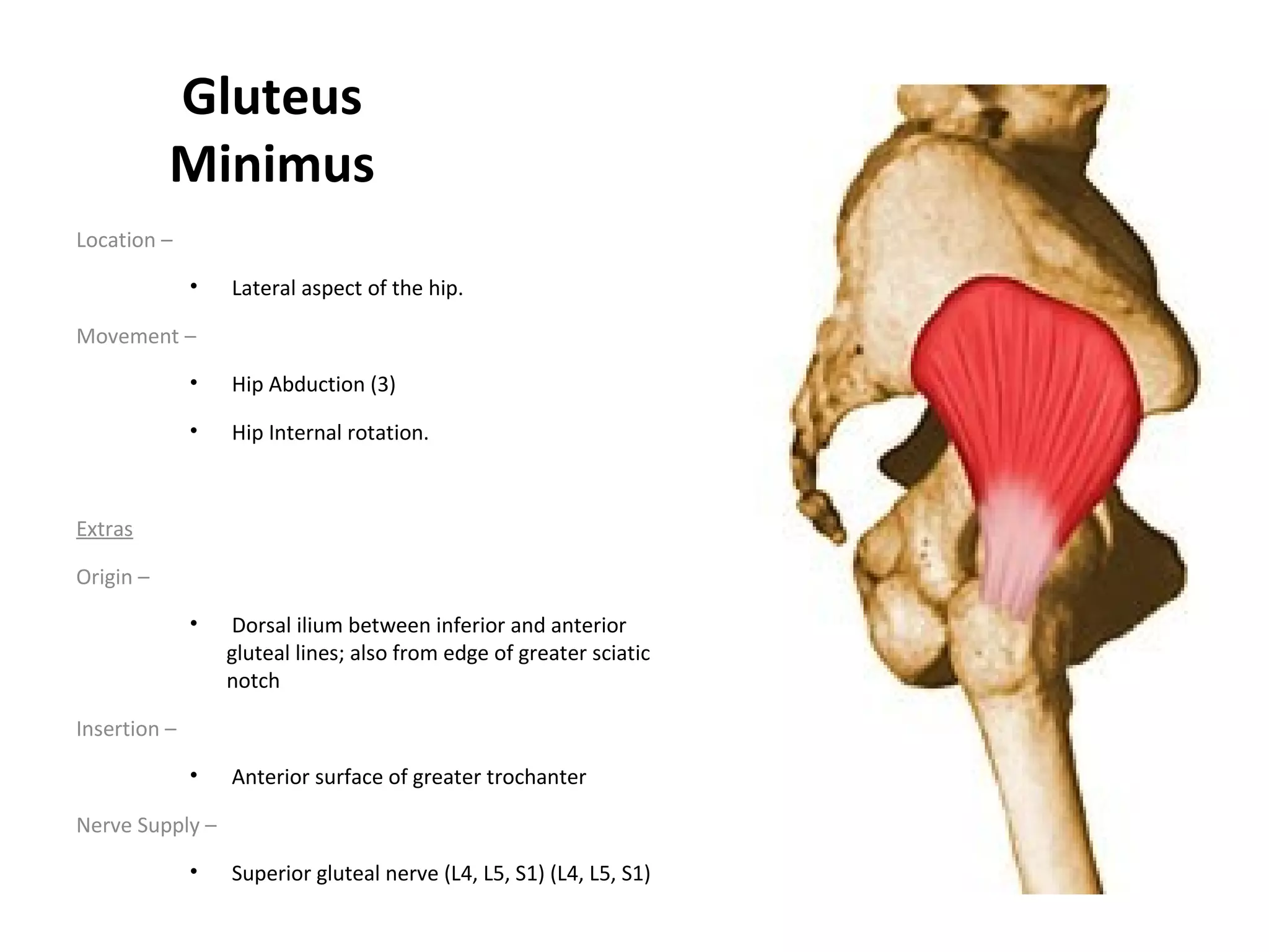 muscles of upperlimb and lowerlimb | PPT