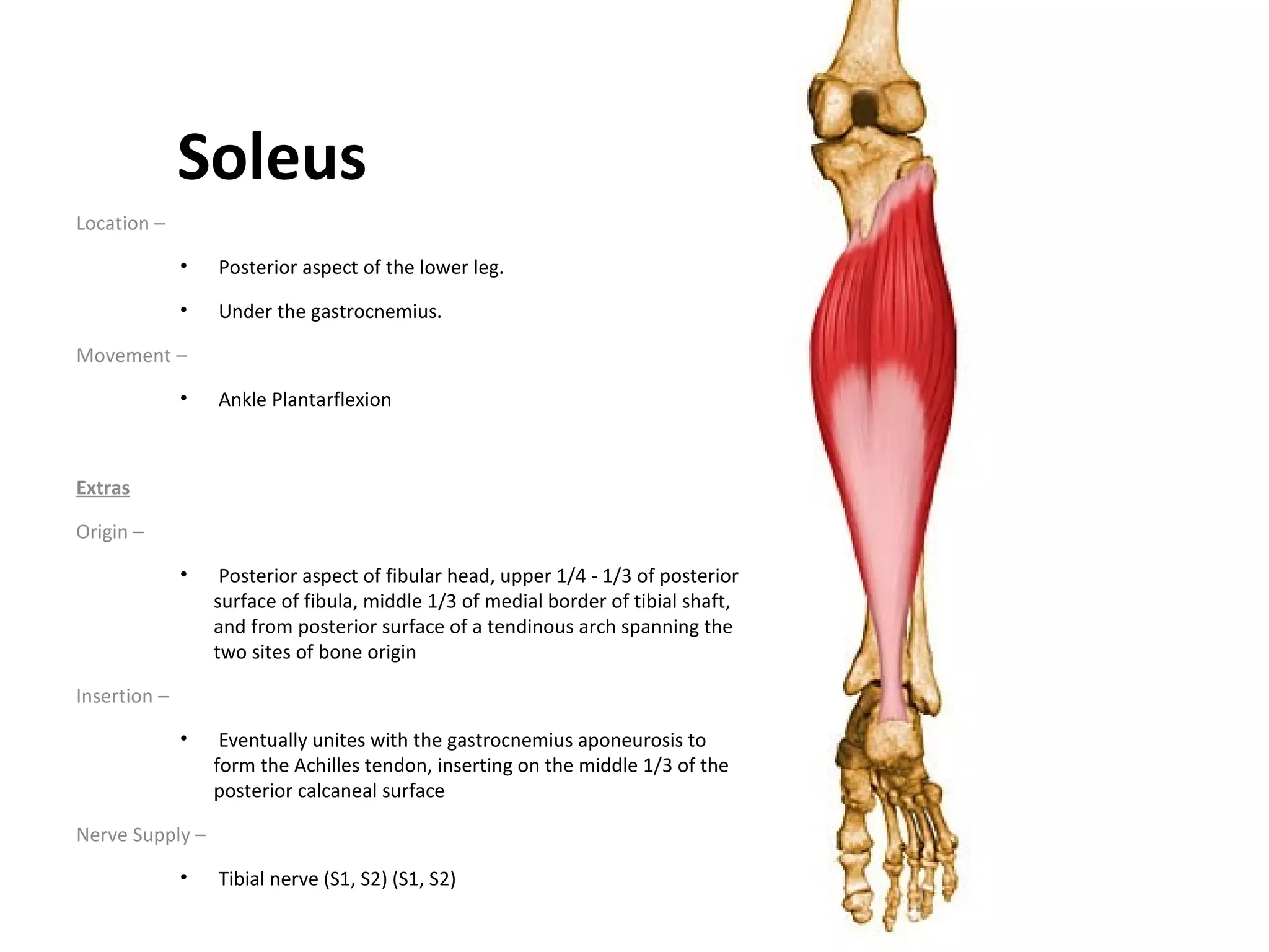 muscles of upperlimb and lowerlimb | PPT