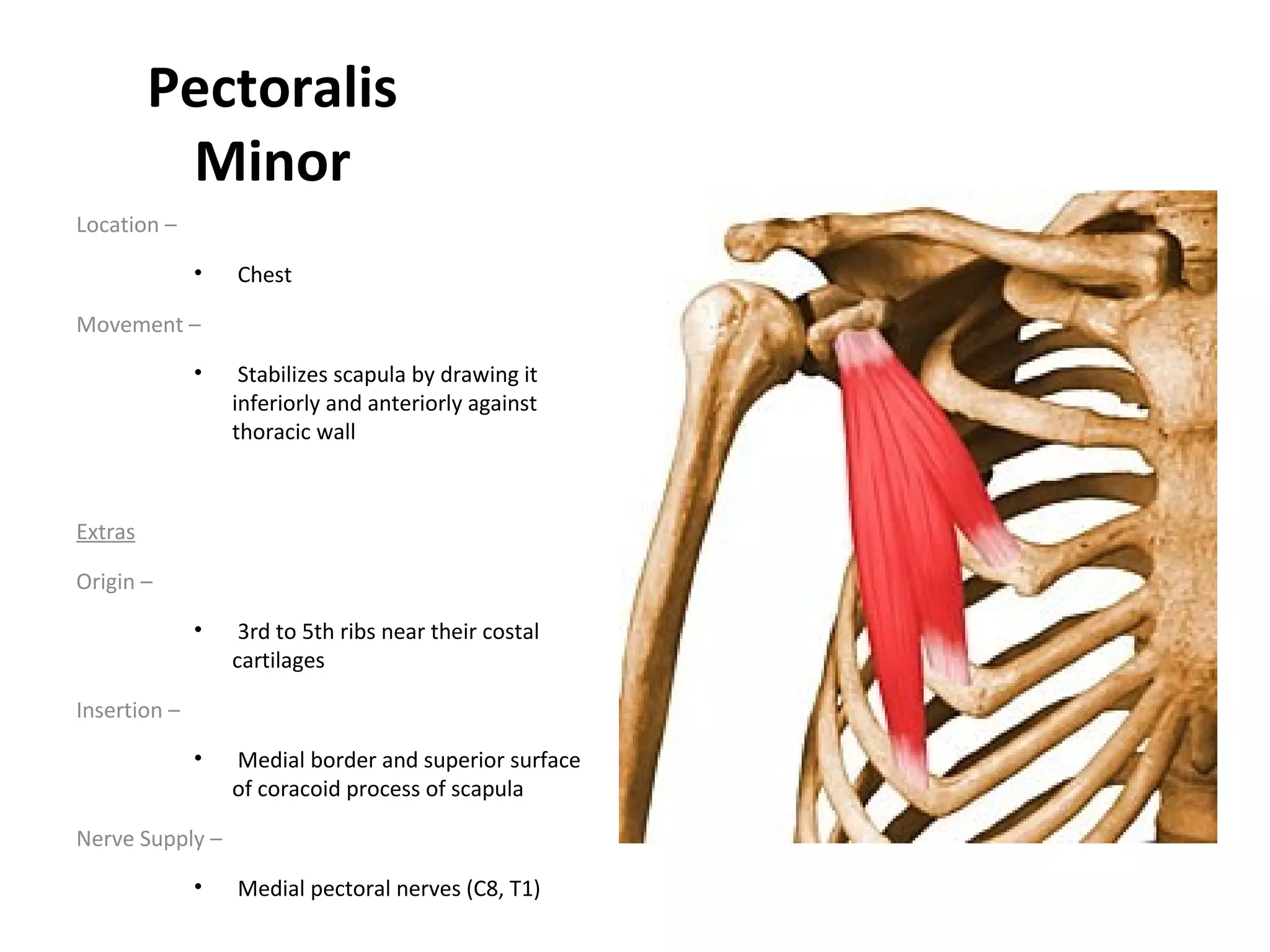 muscles of upperlimb and lowerlimb | PPT