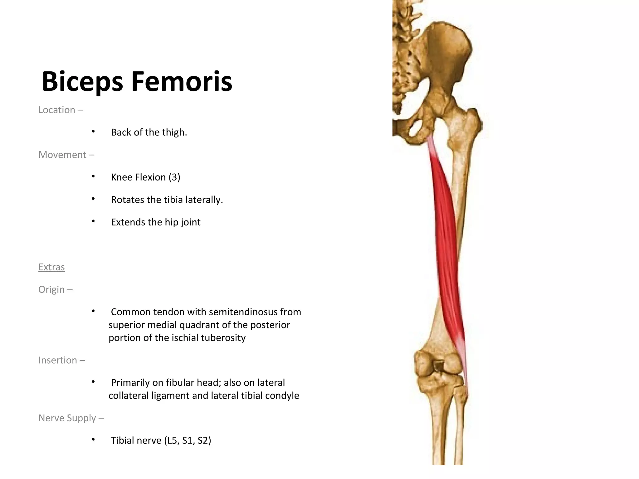 muscles of upperlimb and lowerlimb | PPT