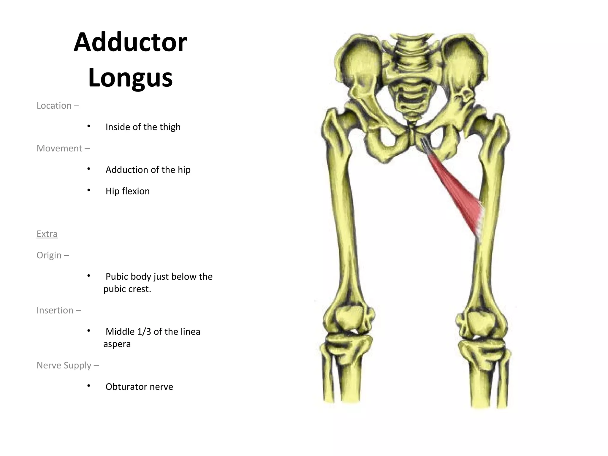 muscles of upperlimb and lowerlimb | PPT