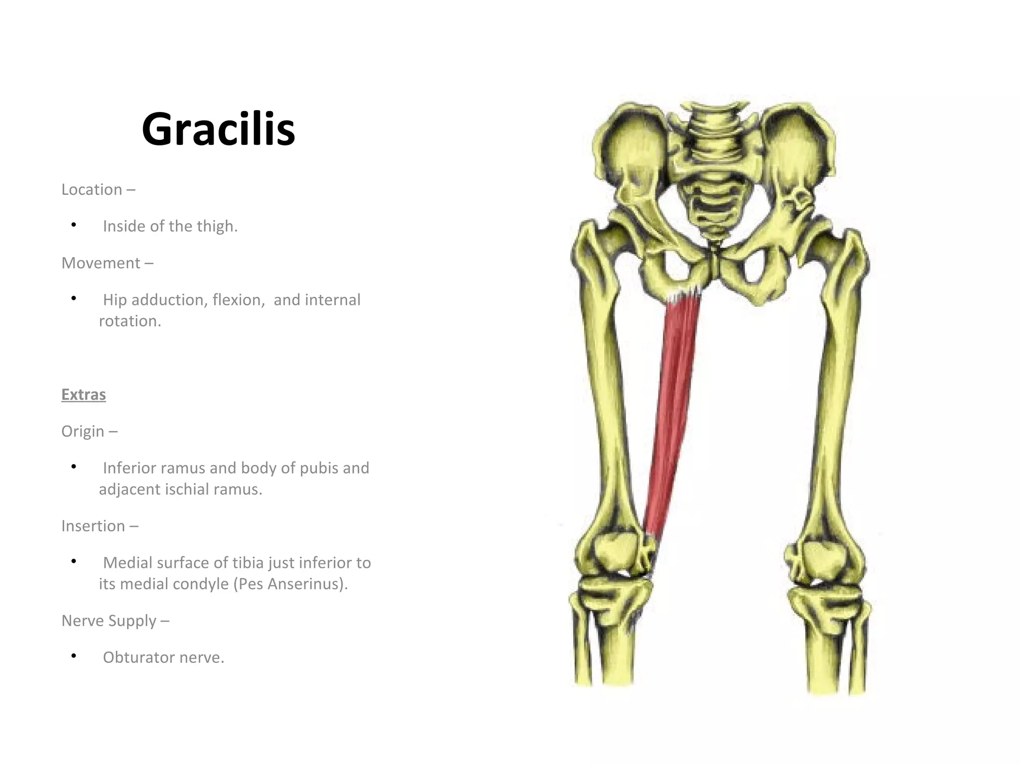 muscles of upperlimb and lowerlimb | PPT