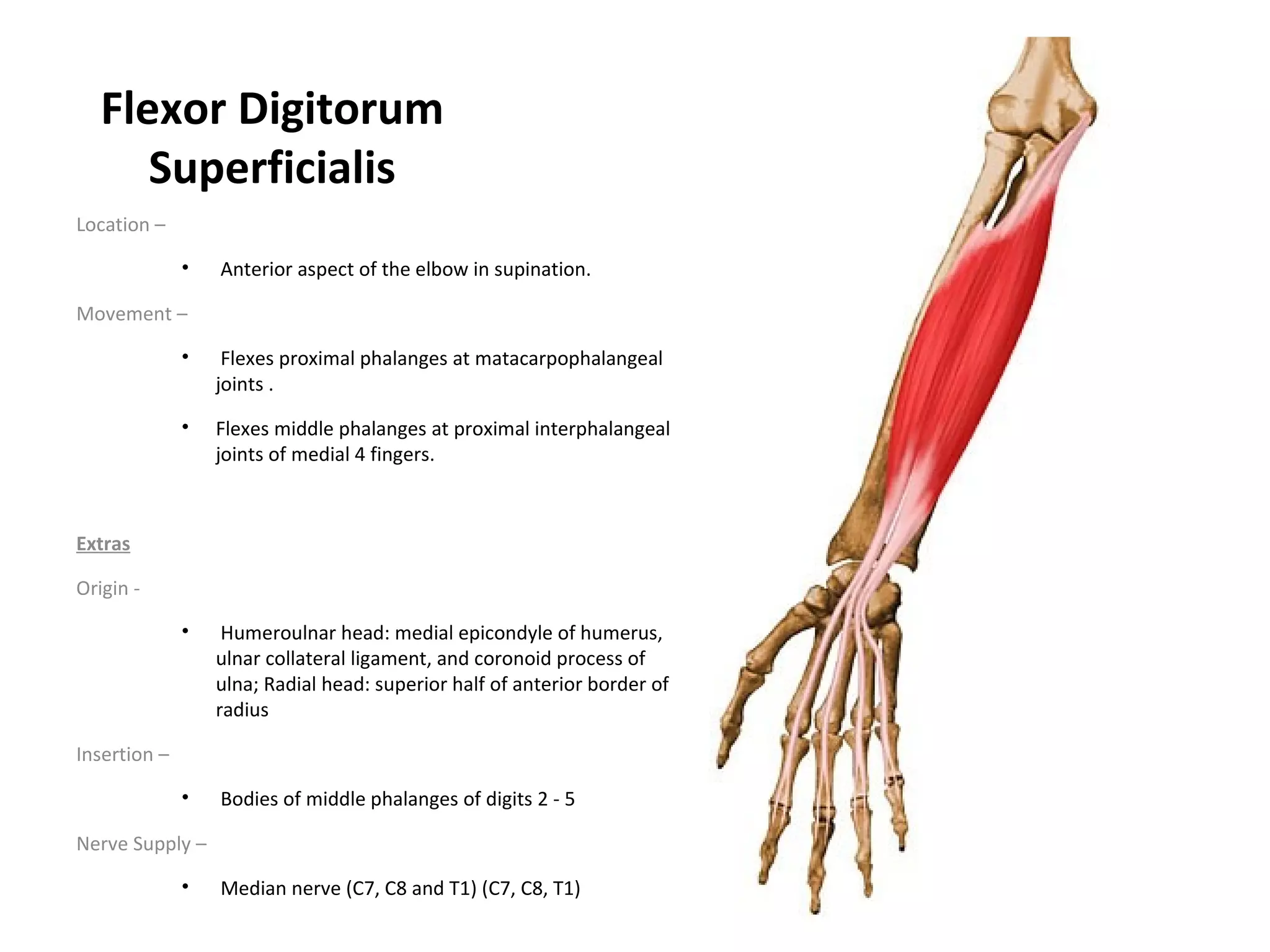 muscles of upperlimb and lowerlimb | PPT