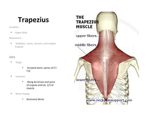 muscles of upperlimb and lowerlimb | PPT