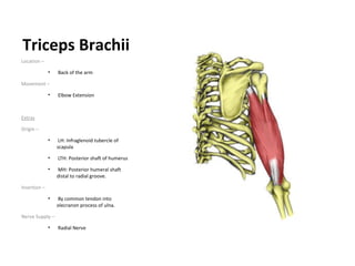 muscles of upperlimb and lowerlimb | PPT