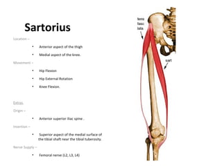 muscles of upperlimb and lowerlimb | PPT