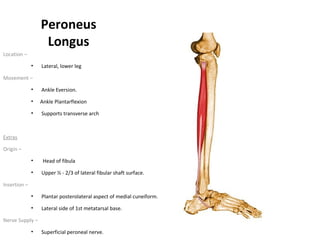 muscles of upperlimb and lowerlimb | PPT