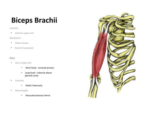 muscles of upperlimb and lowerlimb | PPT
