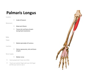 muscles of upperlimb and lowerlimb | PPT