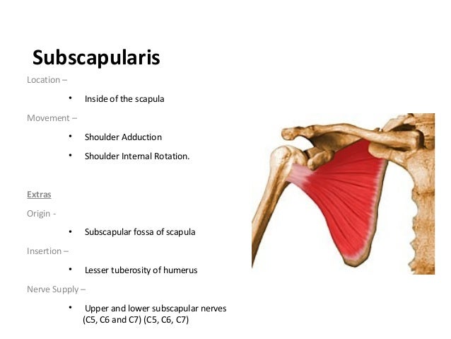 muscles of upperlimb and lowerlimb