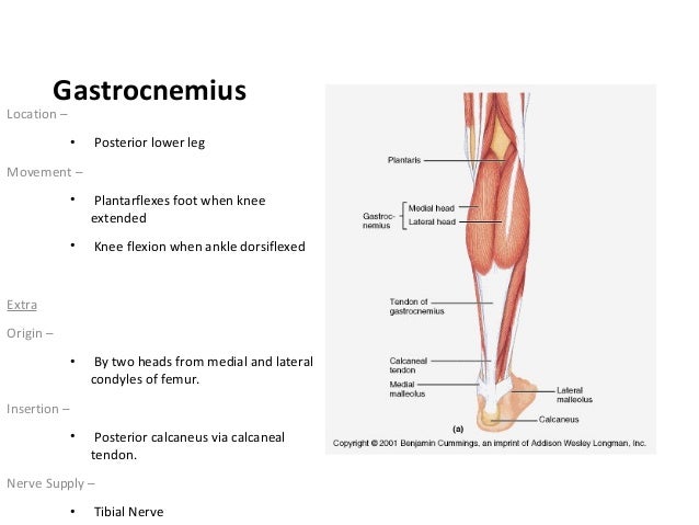 Gastrocnemius Muscle Origin Insertion Action And Innervation The