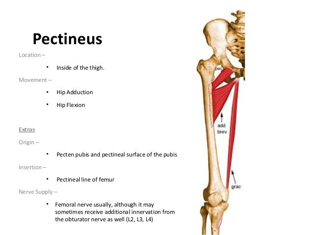 muscles of upperlimb and lowerlimb