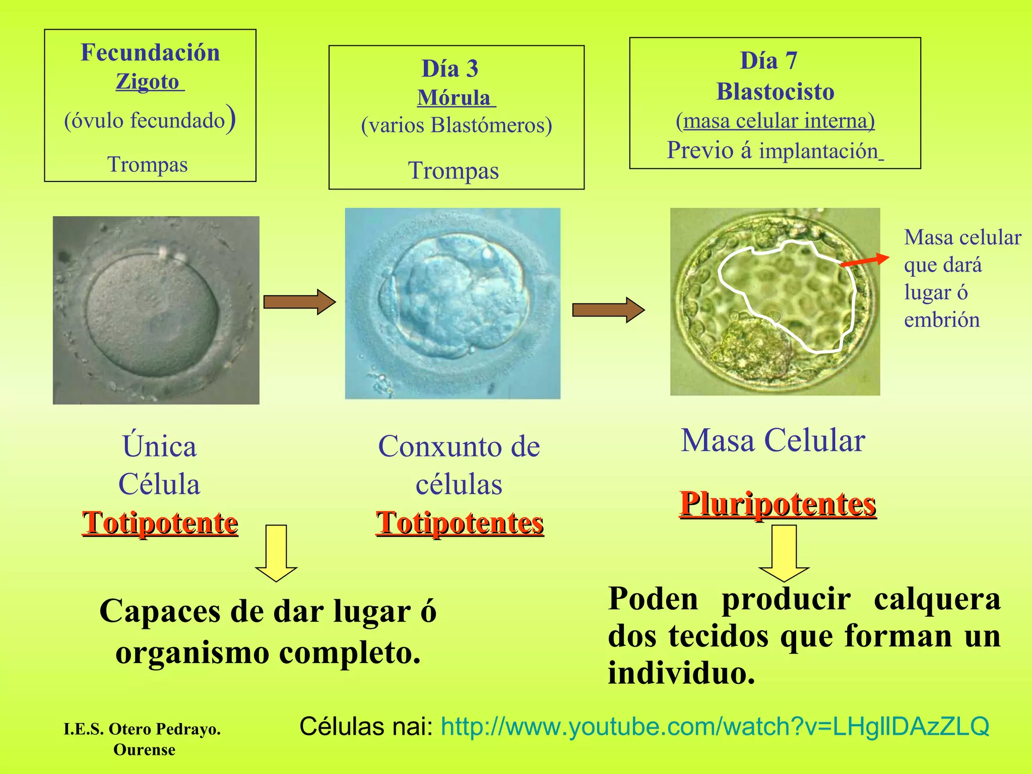 4 3 celulas_nai | PPT