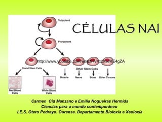 4 3 celulas_nai | PPT