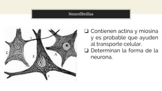 NEUROANATOMIA SNELL_CAPITULO_2 FINAL pptx | PPTX