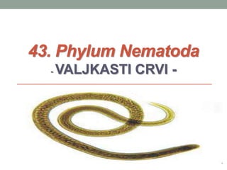 43 Nematoda valjkasti crvi | PPT