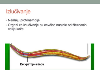 43 Nematoda valjkasti crvi | PPT
