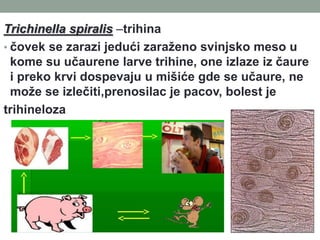 43 Nematoda valjkasti crvi | PPT