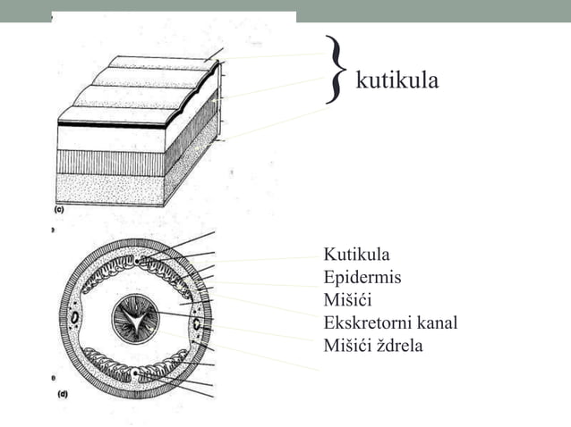 43 Nematoda valjkasti crvi | PPT