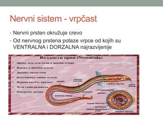 43 Nematoda valjkasti crvi | PPT