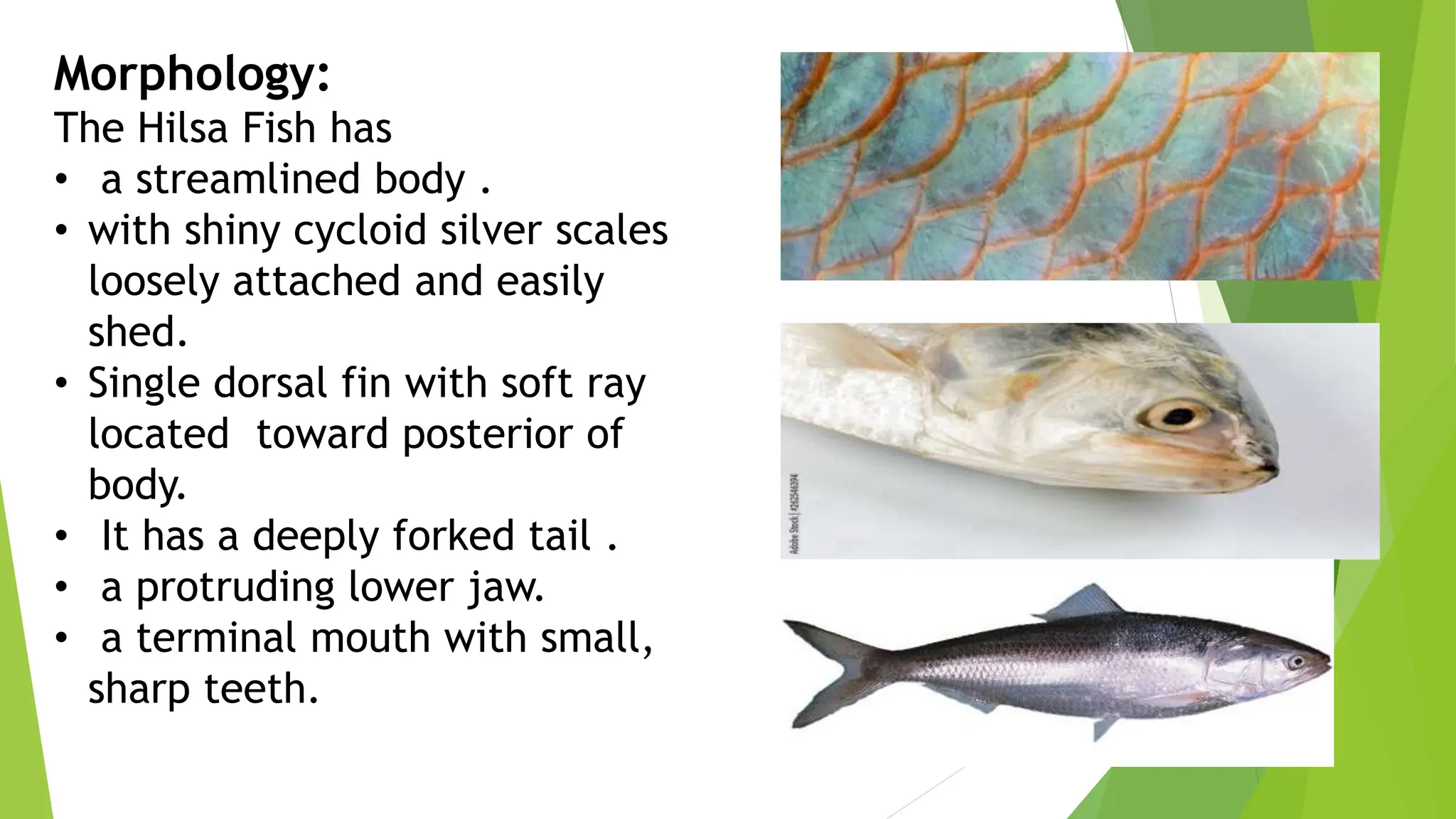 44. Hilsa Fish-1, Economic importance.pptx