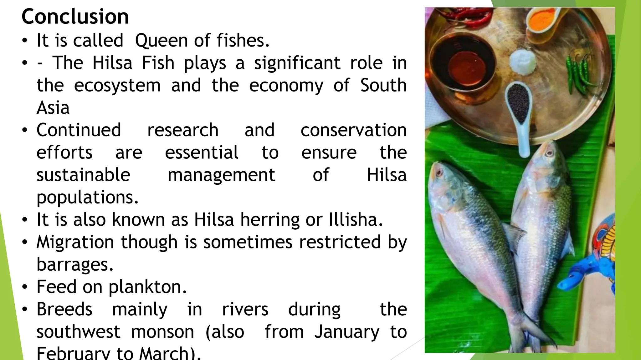 44. Hilsa Fish-1, Economic importance.pptx