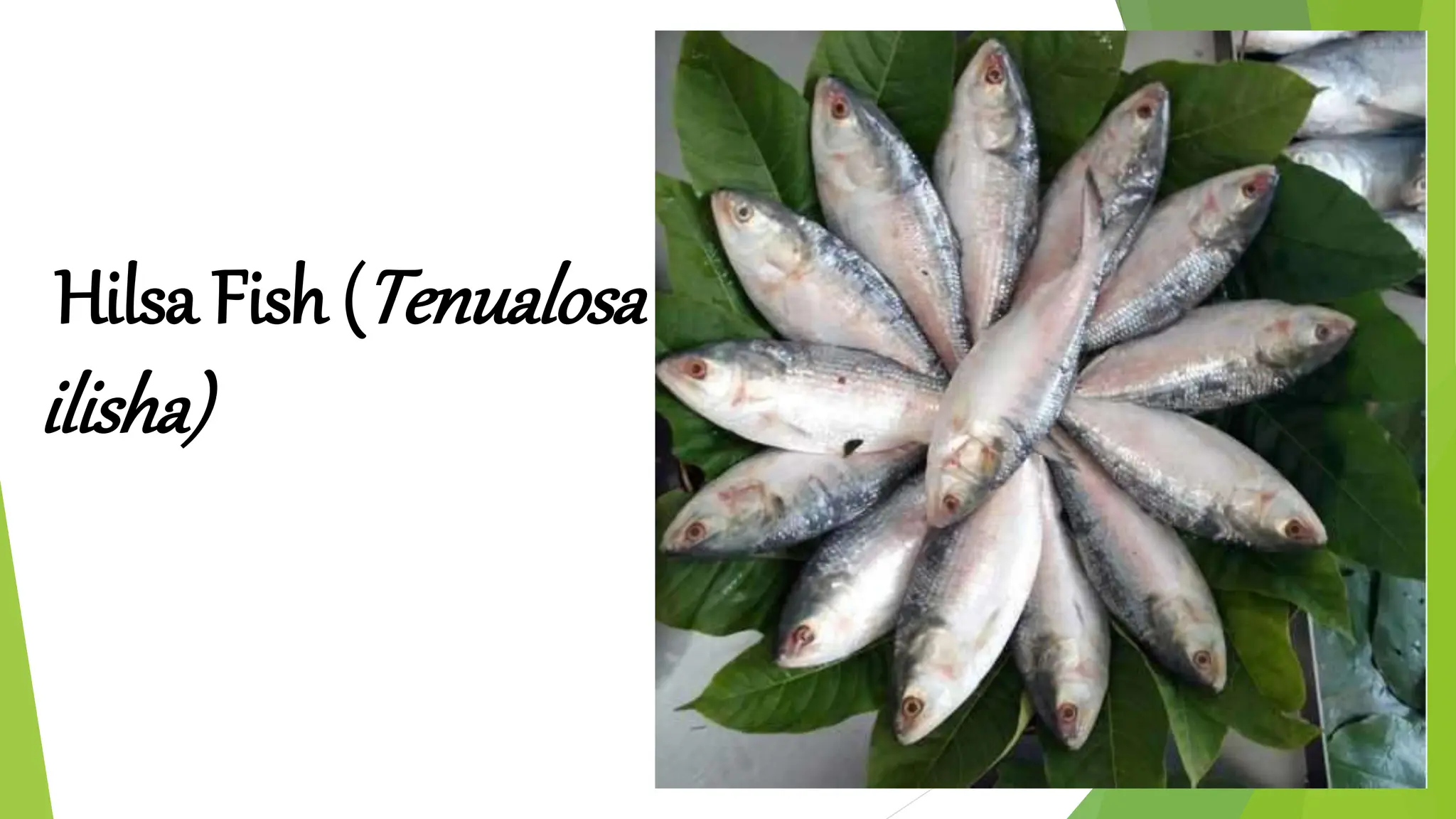 44. Hilsa Fish-1, Economic importance.pptx