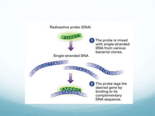 4.4 Biotechnology And Genetic Engineering | PPTX