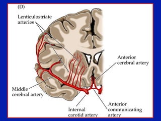 44 cer vascul (1) | PDF