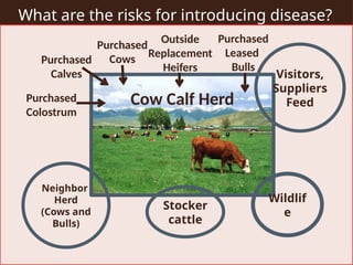 Bovine Respiratory Disease Risk Reduction .ppt