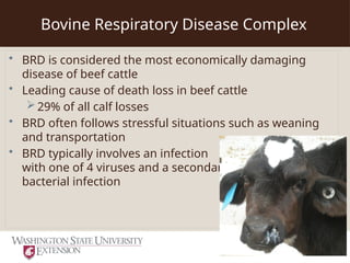Bovine Respiratory Disease Risk Reduction .ppt