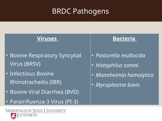 Bovine Respiratory Disease Risk Reduction .ppt