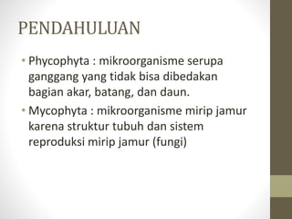 443016507-Sediaan-obat-PHYCOPHYTA-MYOPHYTA-dan-MYCOPHYTA-pptx.pptx