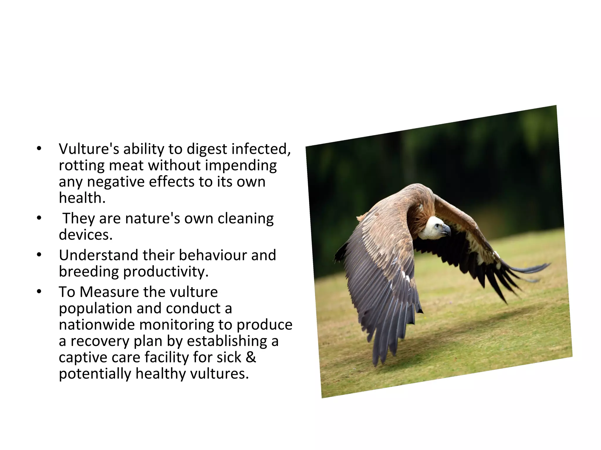 Vulture awareness day presentation | PPT