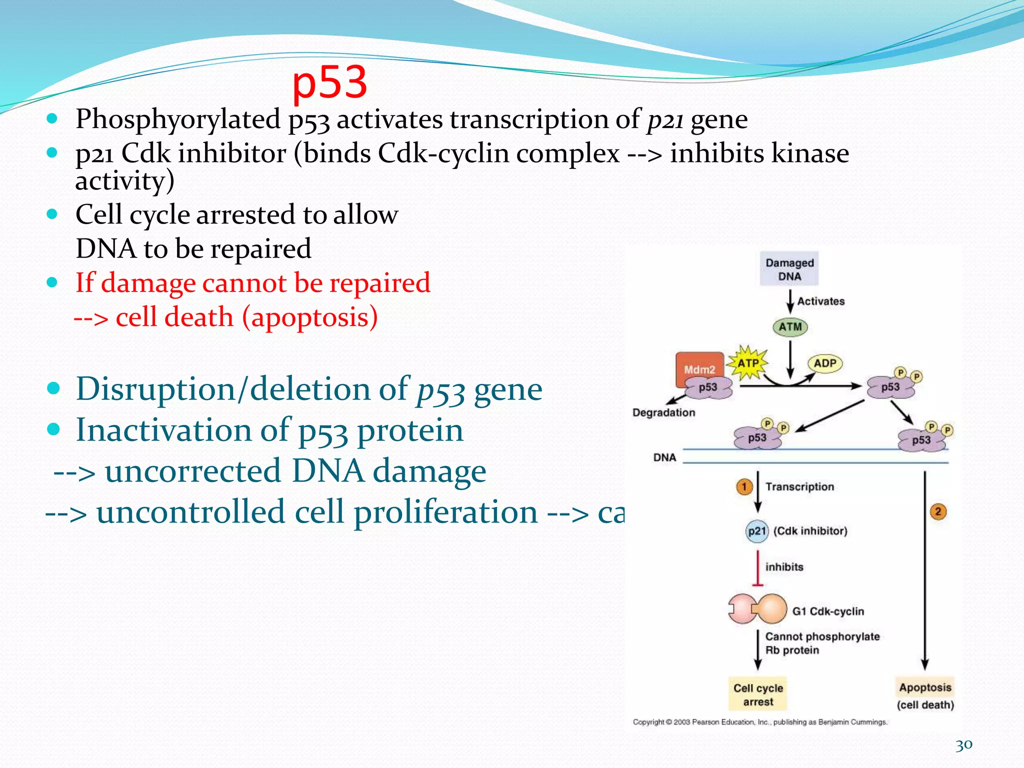 Molecular Basis of Cancer | PPTX