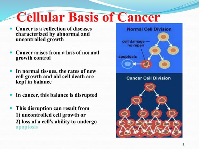 Molecular Basis of Cancer | PPTX | Cancer | Diseases and Conditions