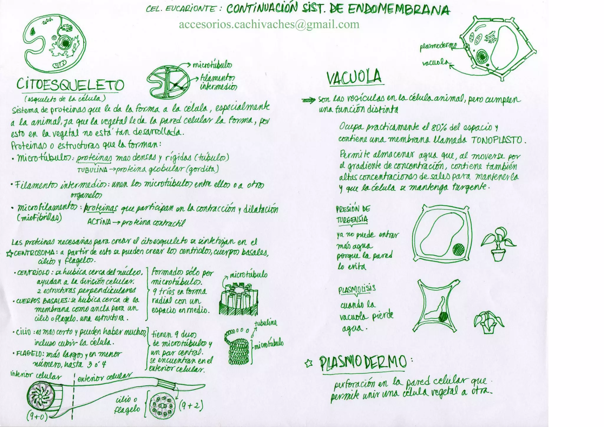 Resumen-psu-biologia | PDF