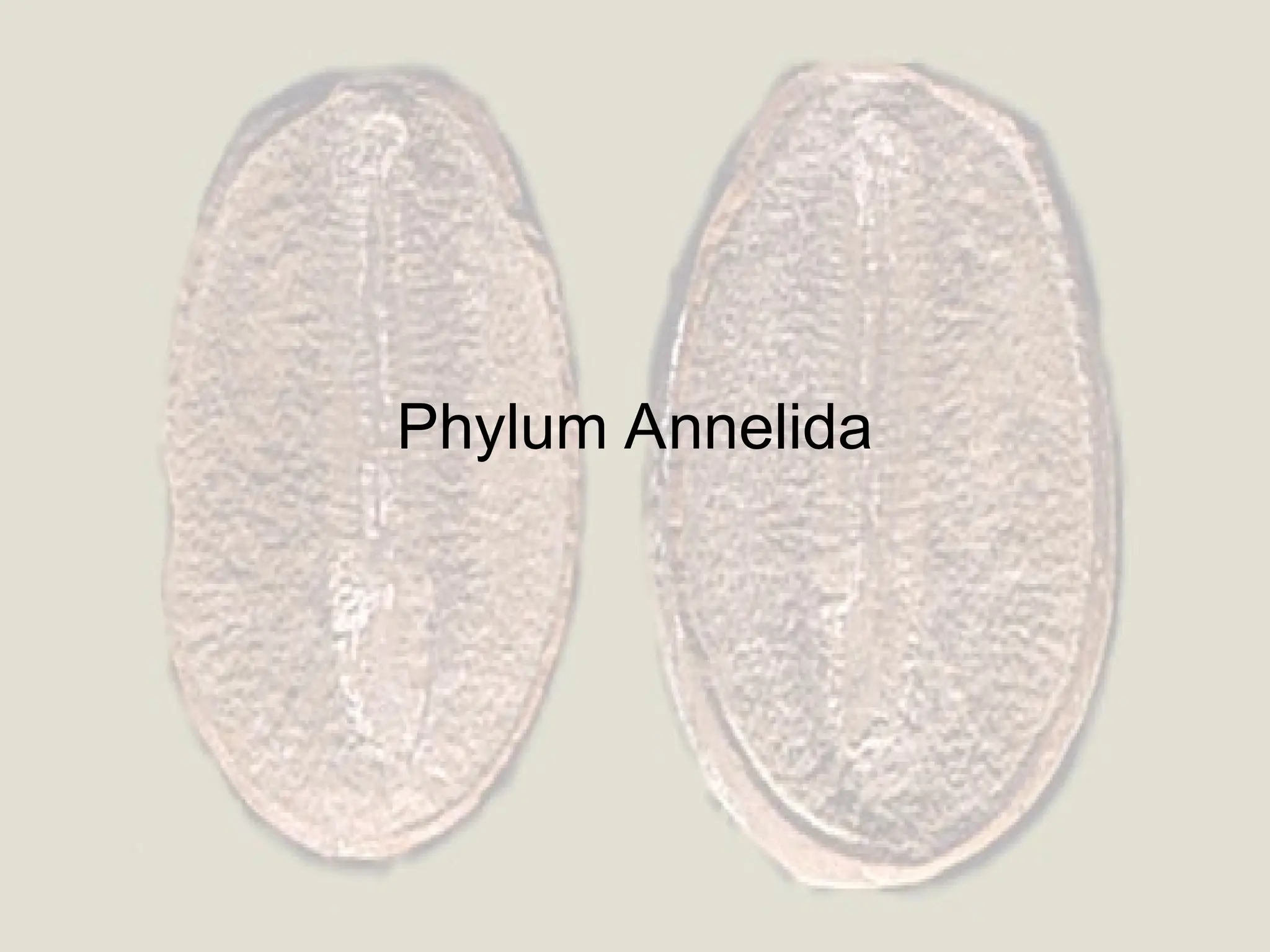 Annelida Life cycle and body segmentation | PPT