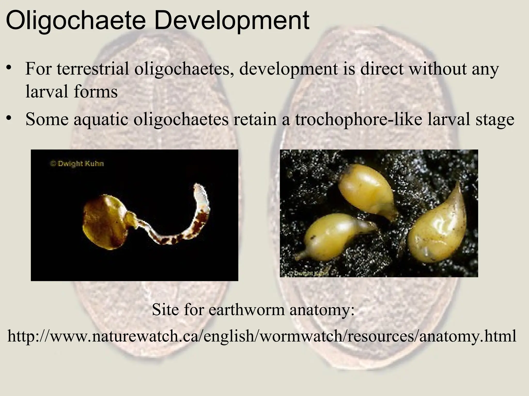 Annelida Life cycle and body segmentation | PPT
