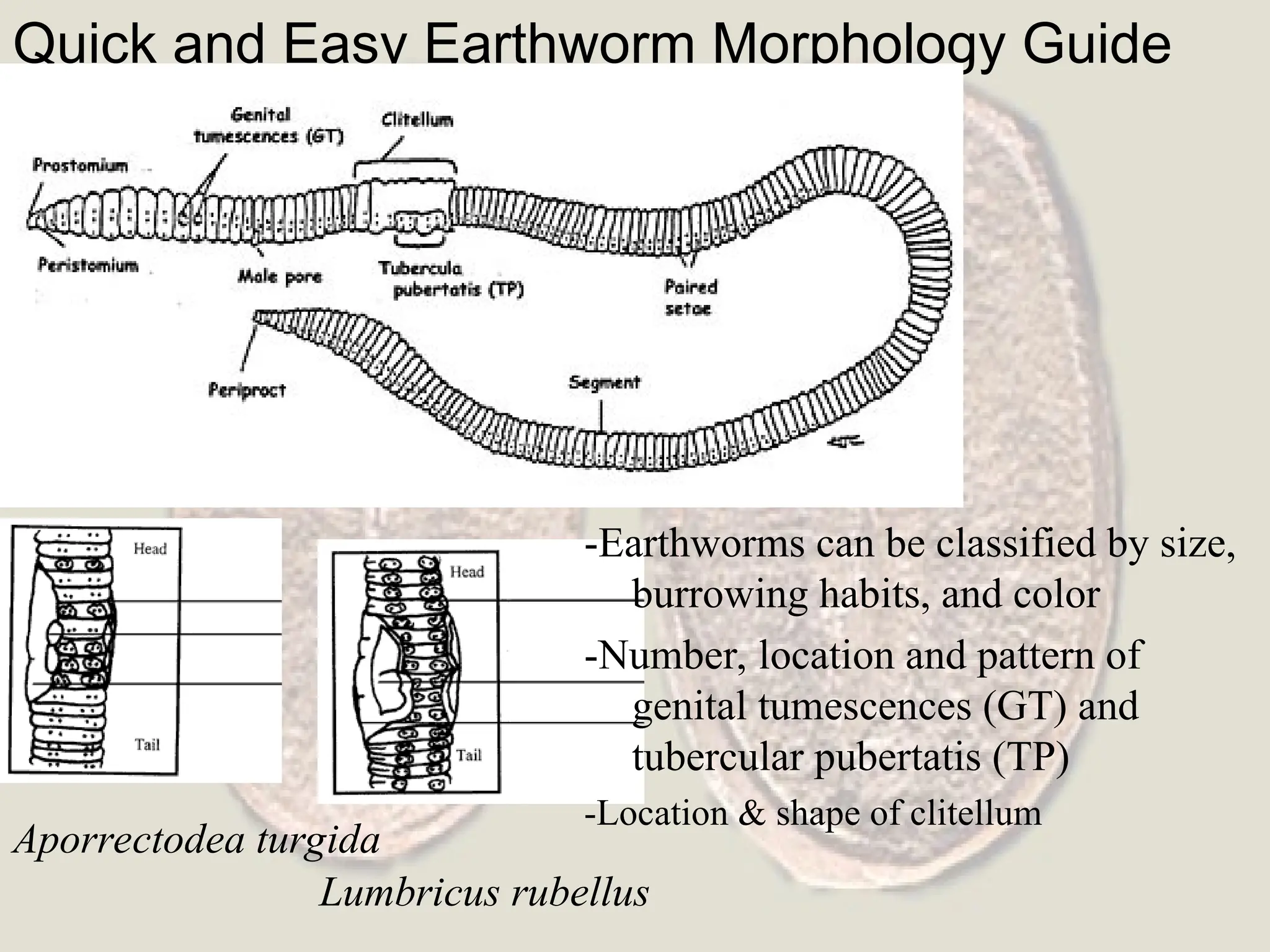 Annelida Life cycle and body segmentation | PPT