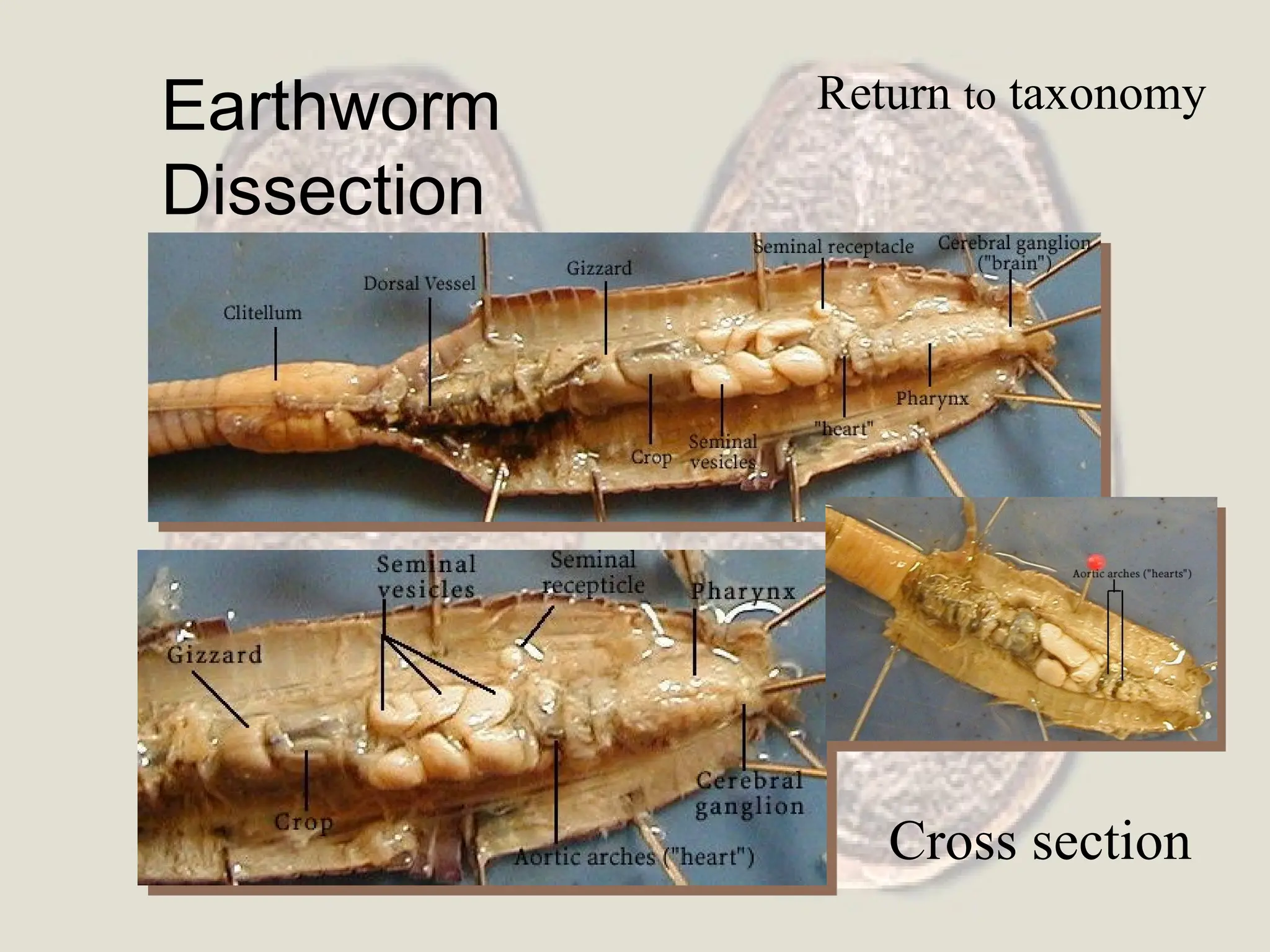 Annelida Life cycle and body segmentation | PPT