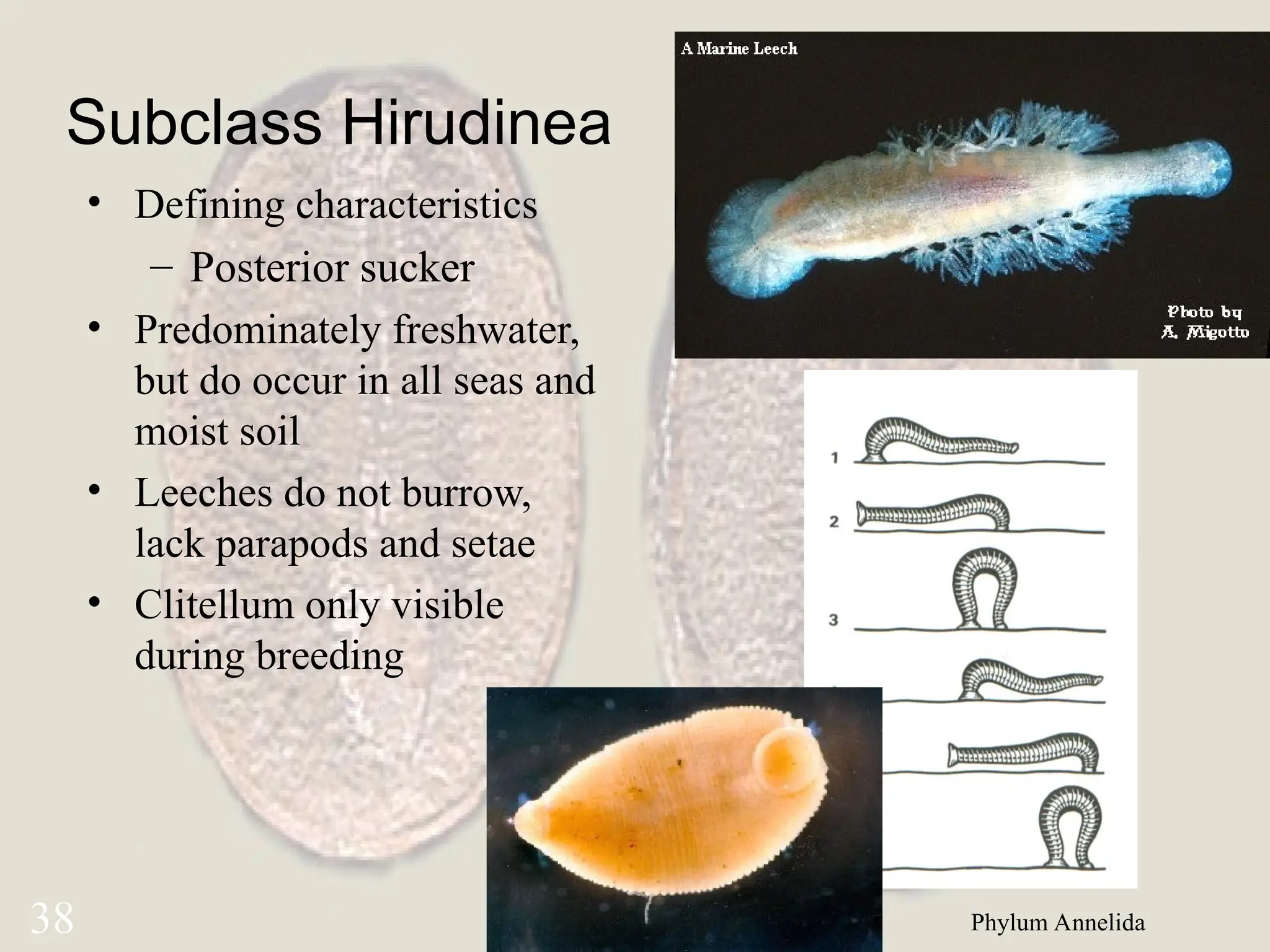 Annelida Life cycle and body segmentation | PPT