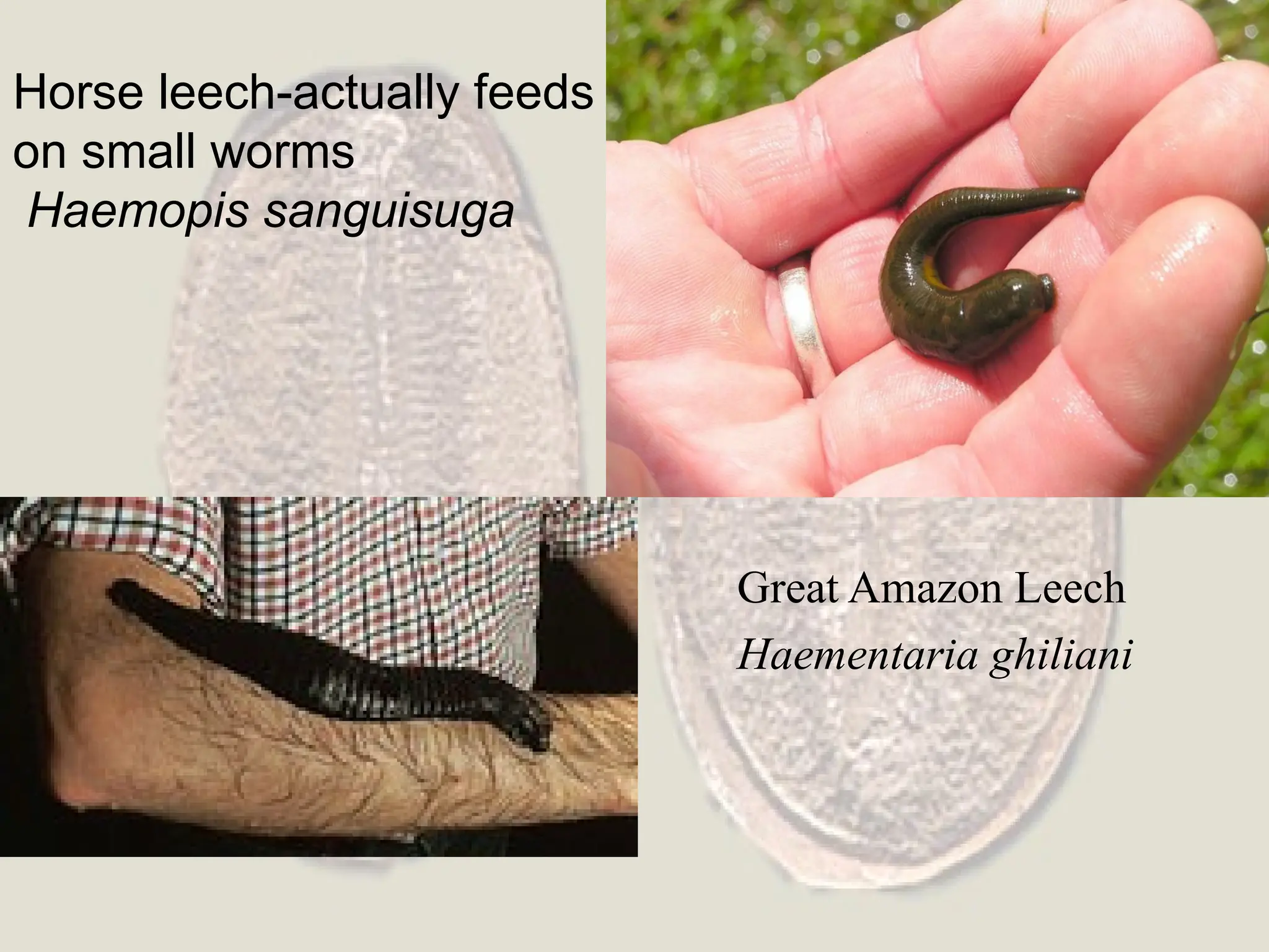 Annelida Life cycle and body segmentation | PPT