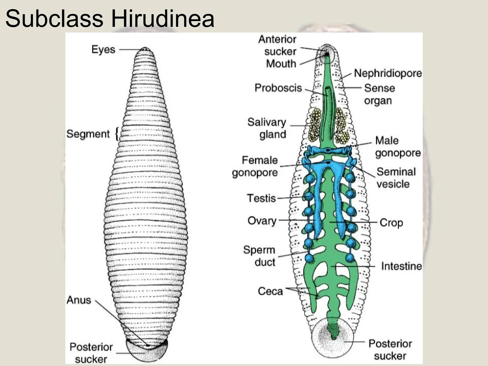 Annelida Life cycle and body segmentation | PPT