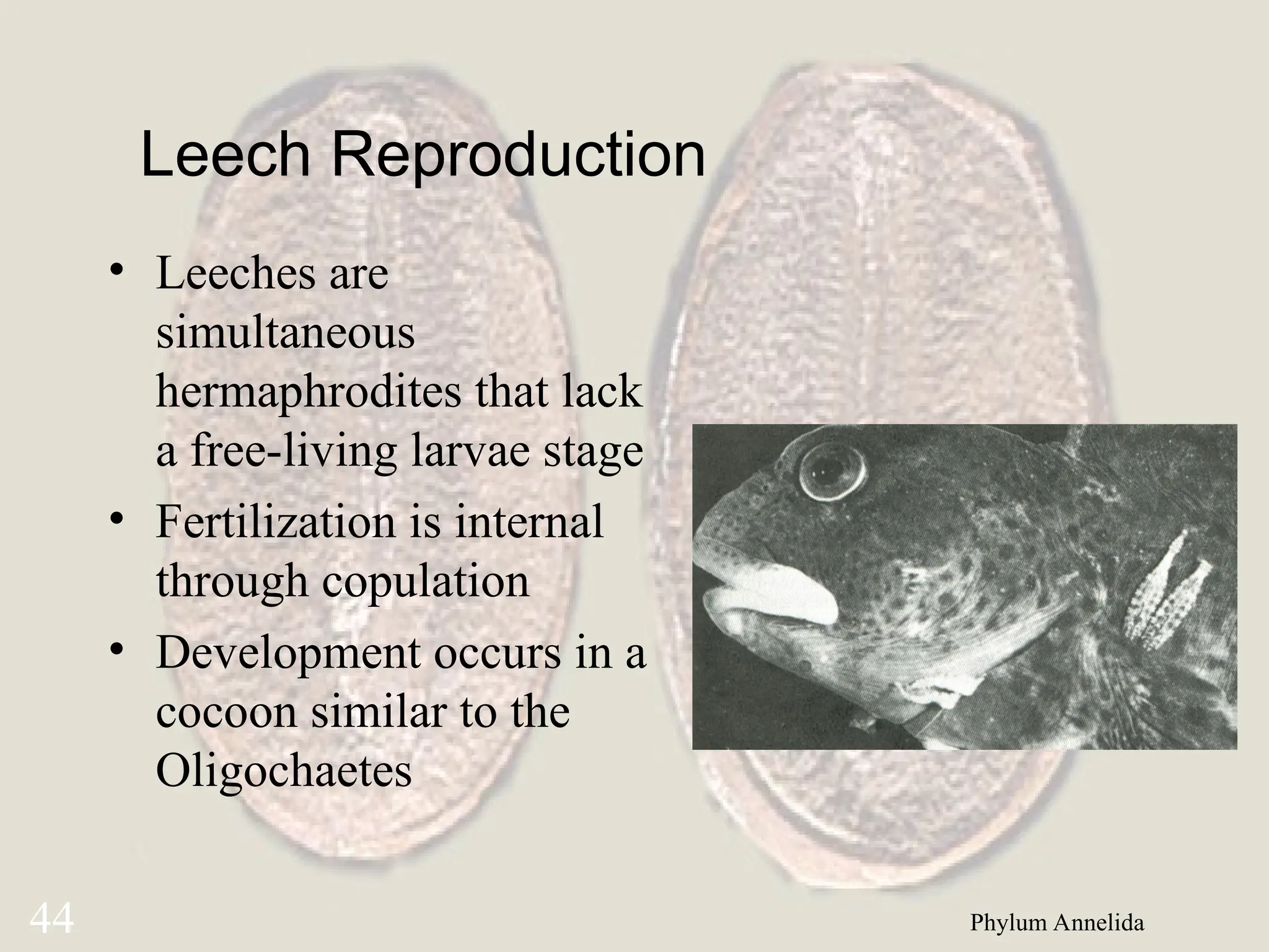Annelida Life cycle and body segmentation | PPT