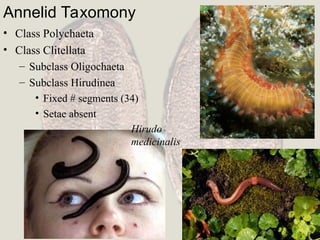 Annelida Life cycle and body segmentation | PPT
