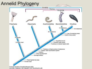 Annelida Life cycle and body segmentation | PPT